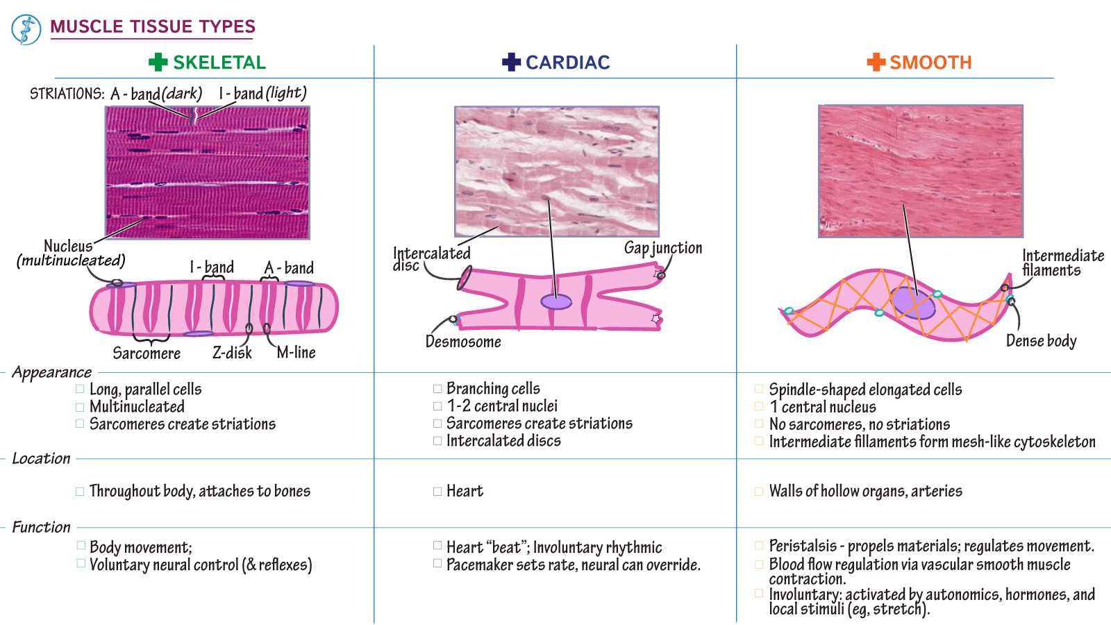 Most Important Topics Of Tissues Class 9 | Asterisk Classes