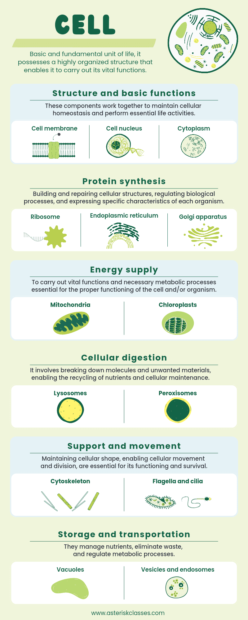 The Most Important Unit Of Life : Cell | Asterisk Classes