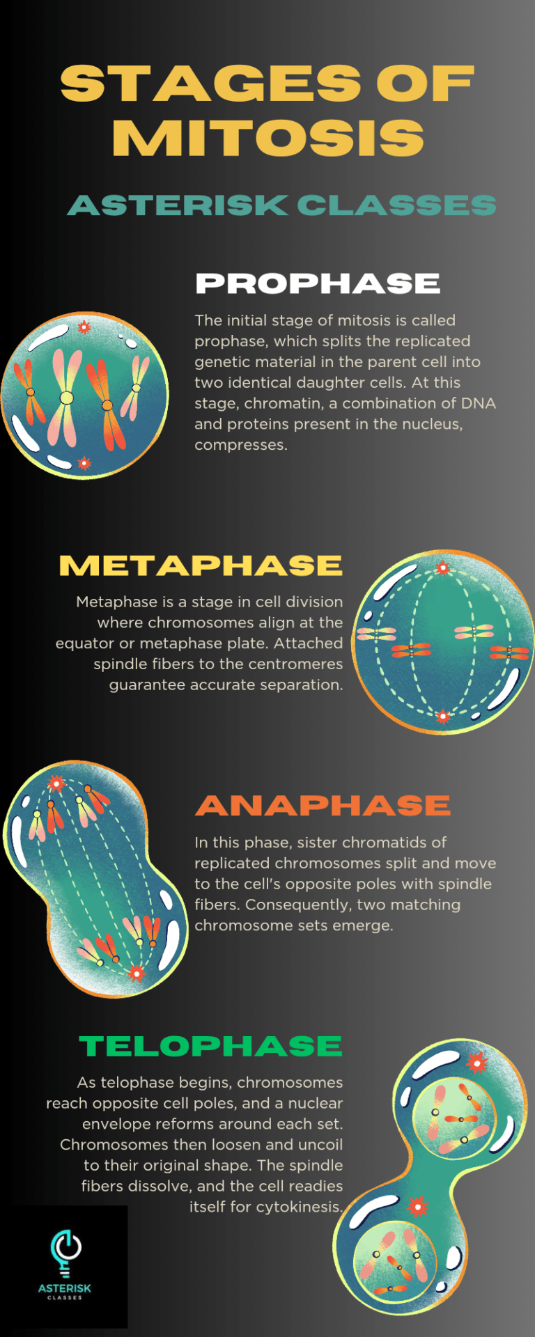 The Most Important Stages Of The Mitosis | Asterisk Classes