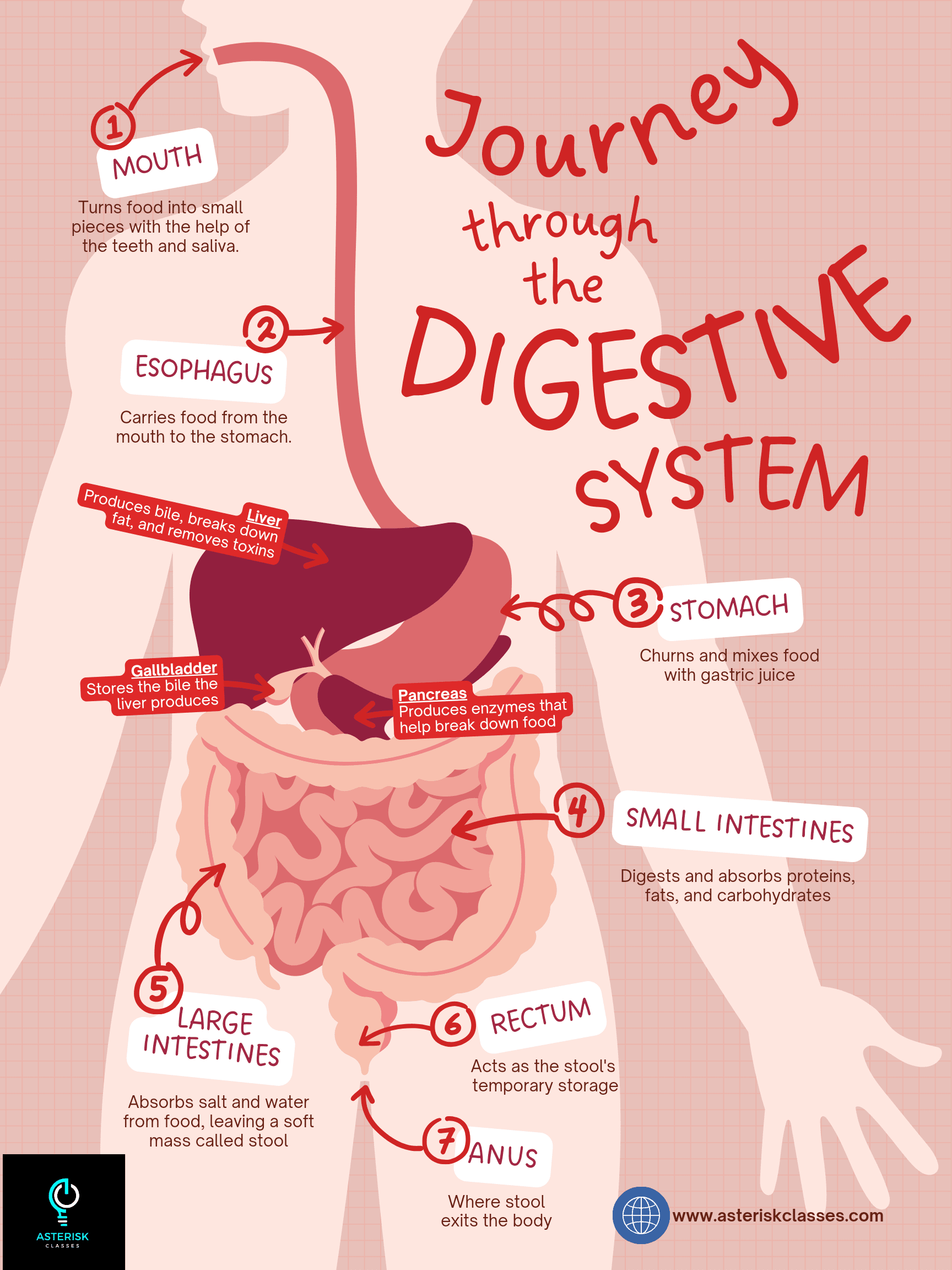 Most Important Parts Of The Digestive System Of Humans | Asterisk Classes