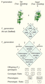 Mendelism: The Most Important Foundation Of Genetics | Asterisk Classes